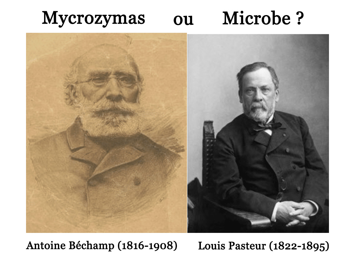 Béchamp : microzymas, une résurrection scientifique