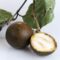 Nux Vomica : Indications et 17 bienfaits